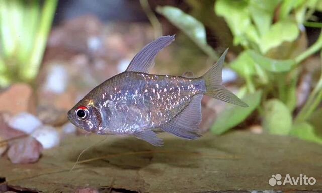 Тетра брилиантовая