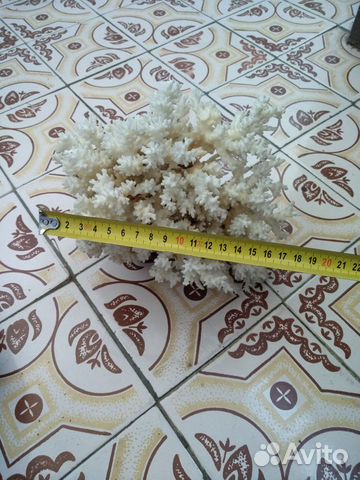 Морские кораллы