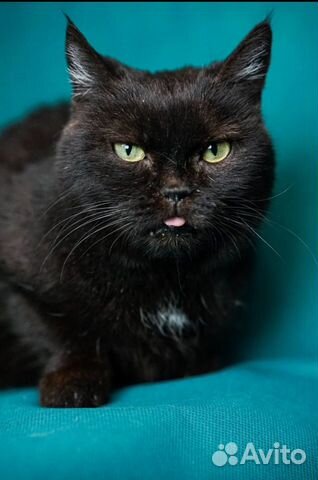 Метис шотландки шоколадного окраса в дар