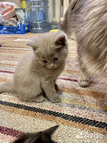 Британская