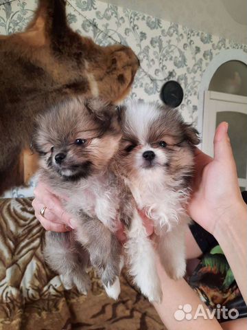 Щенки шпица