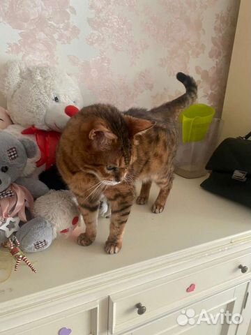 Отдам бесплатно кот Бенгал