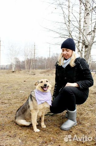 Собаке сложно в приюте