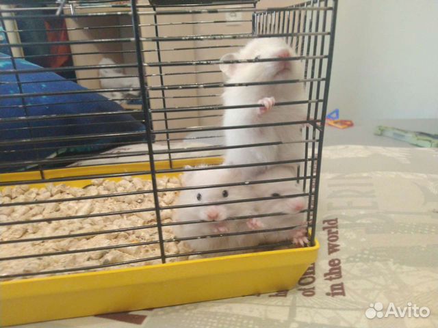 Сибирский хомяк