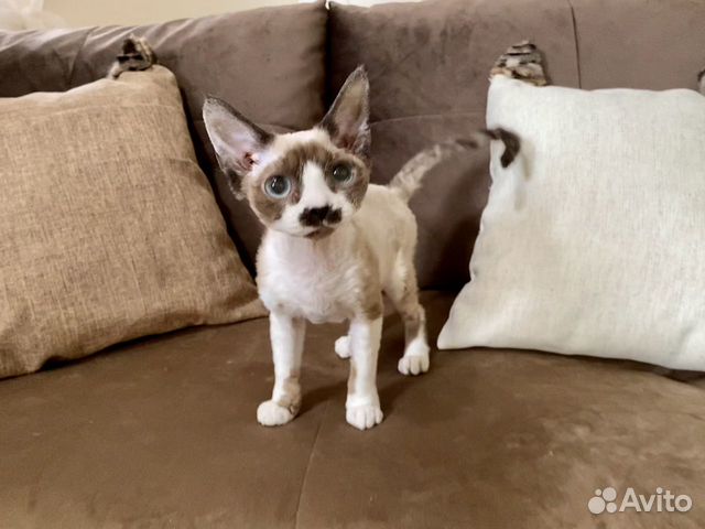 Девон рекс синеглазый Тедди