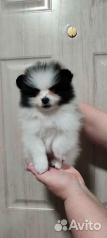 Померанский шпиц