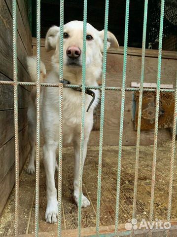 Умру в клетке