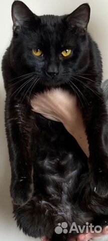Черный котик 7 мес ласковый