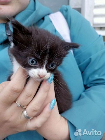 Котятки в добрые руки