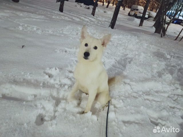 Собака
