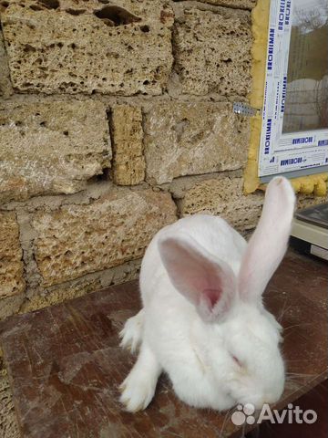Кролики Белые великаны