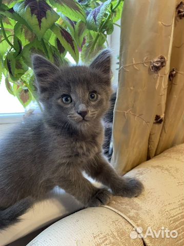 Котята «Русская голубая»
