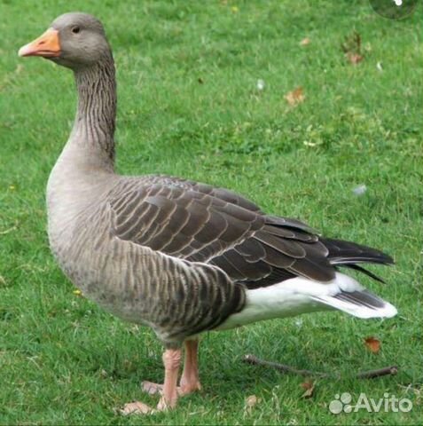 Гусь крупный серый(украинский), белый Линда