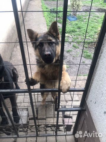 Продам овчарку