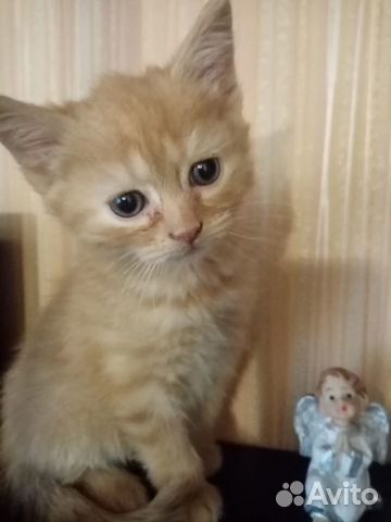 Кошки в добрые руки даром