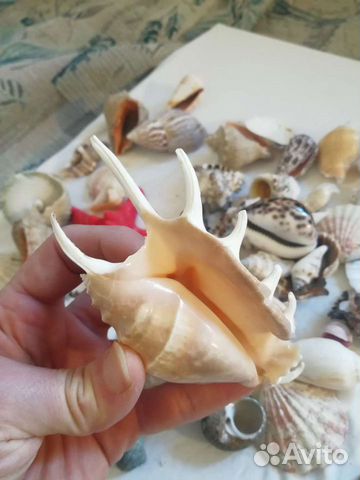 Морские камни