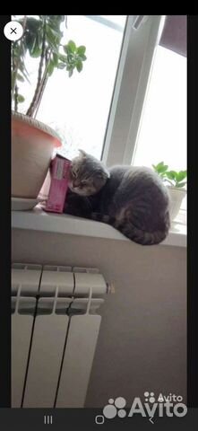 Шотландский вислоухий