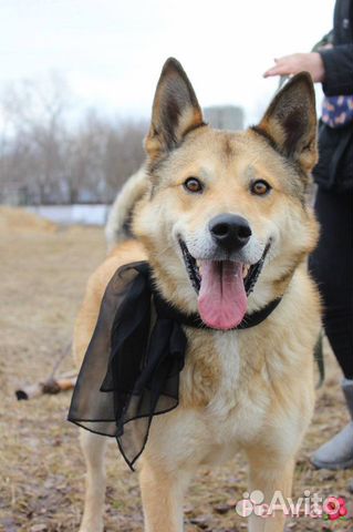 Собаки бесплатно