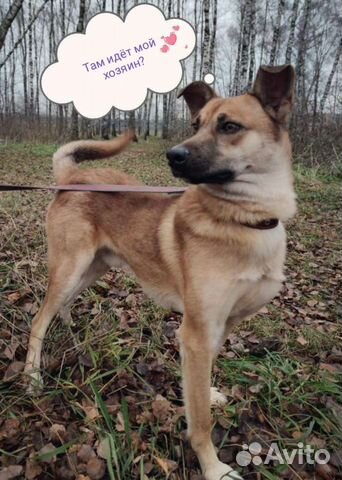 Собачка ищет дом