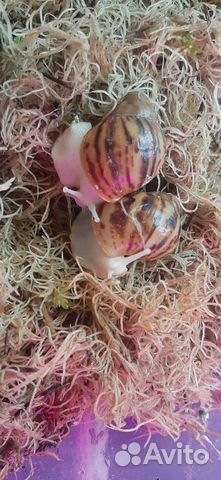 Улитки архахатины