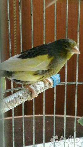 Красивая молодая канарейка