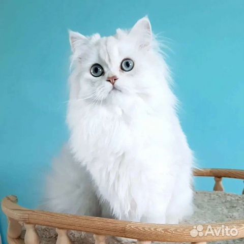 Персидская шиншилла