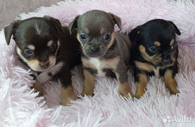 Щенки чихуахуа