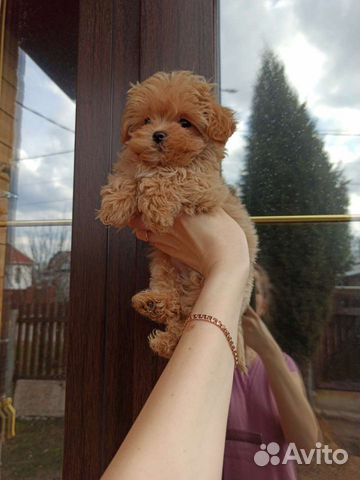 Мальтипу f1 Элита Эксклюзив девочка Baby Face