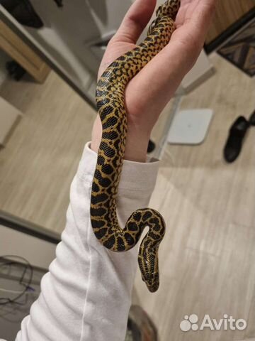 Парагвайская анаконда