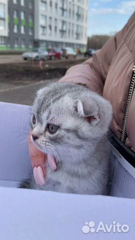 Шотландская вислоухая малютка