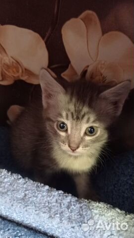 Британская кошка