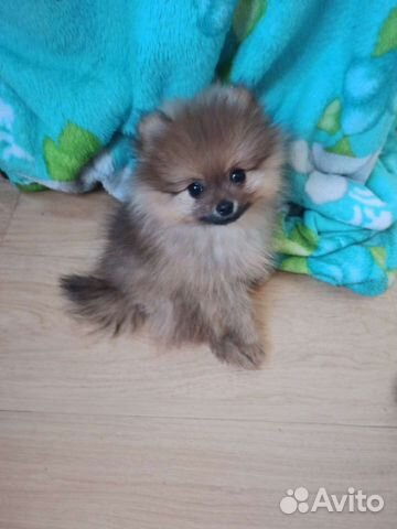 Померанский шпиц девочка