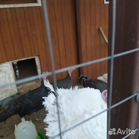 Индюки индюшки индейки