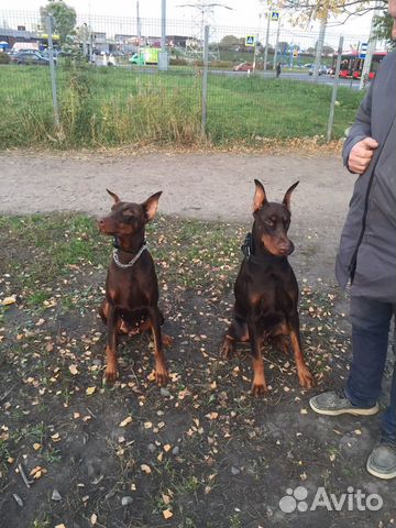 Домашние животные