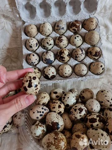 Яйца перепелиные