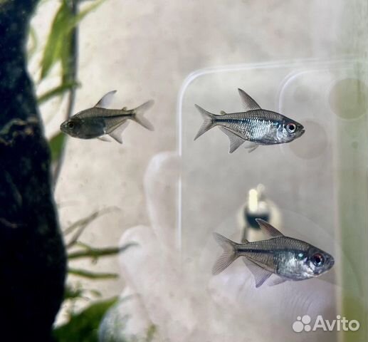 Бриллиантовая тетра