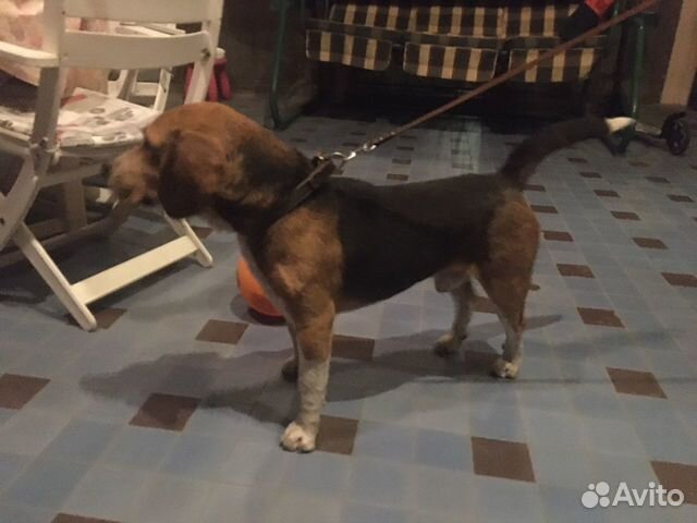 Найден бигль