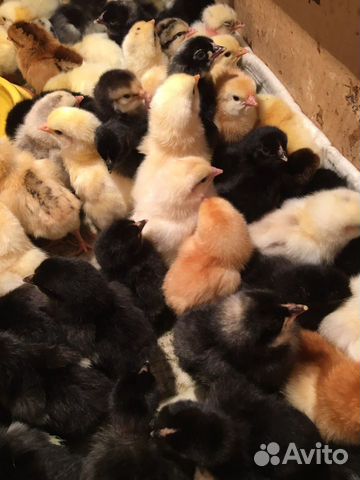Цыплята суточные