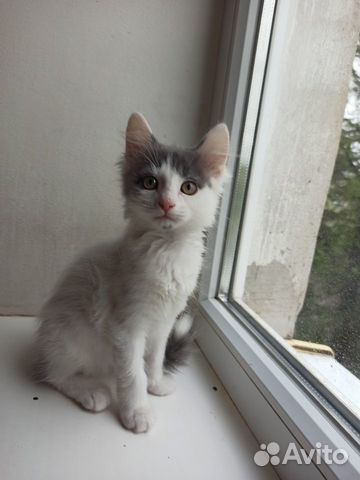 Очаровательный котёнок в заботливые руки