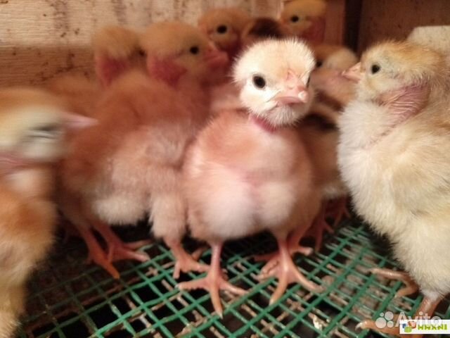 Суточные цыплята красной голошейки