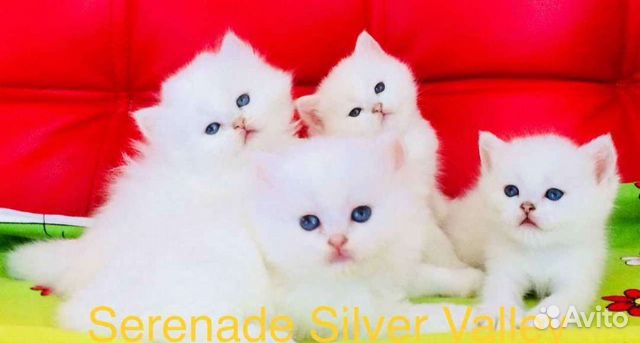 Британская Шиншилла Пойнт