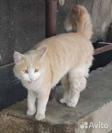 Кошки