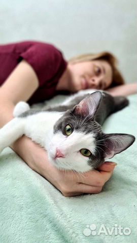 Кошка