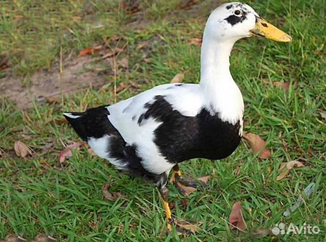 Утята, гусята, муларды