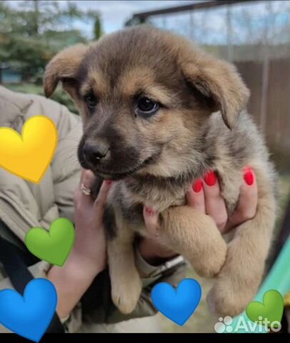 Детки от маленькой собачки