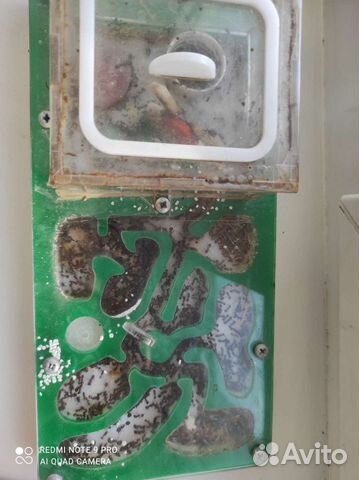 Продам ферму с муравьями