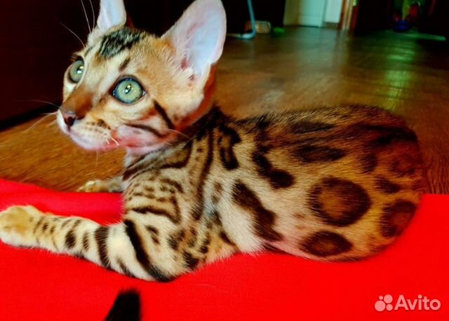 Настоящие бенгальские котята с документами