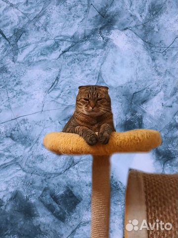 Вислоухий кот бесплатно в добрые руки в дар