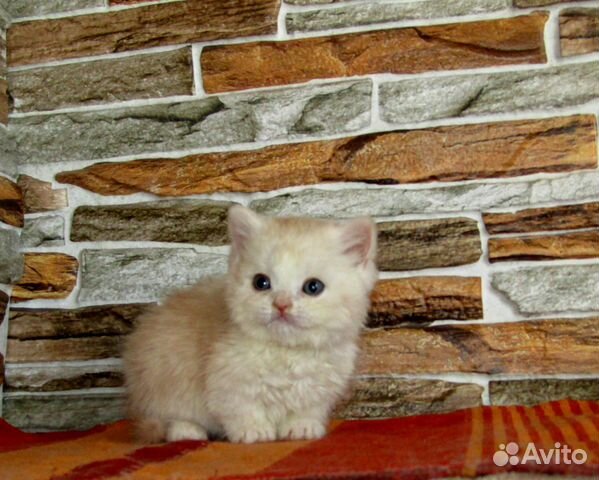 Манчкин девочка