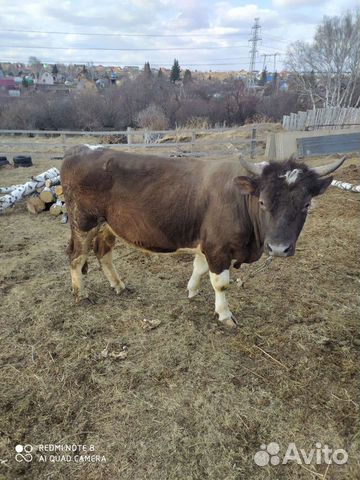 Быки на племя